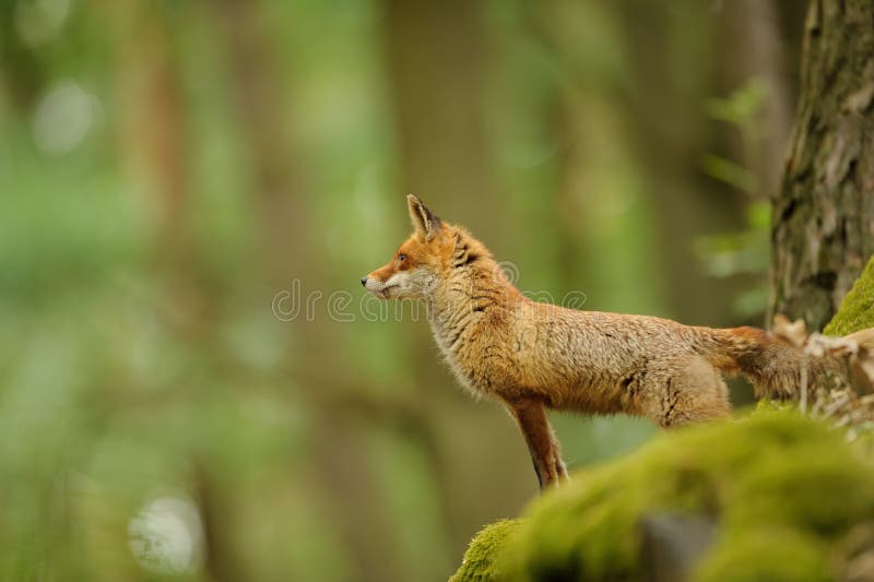 Red Fox Profile from Side in the Forest. Vulpes Vulpes Stock Image ...