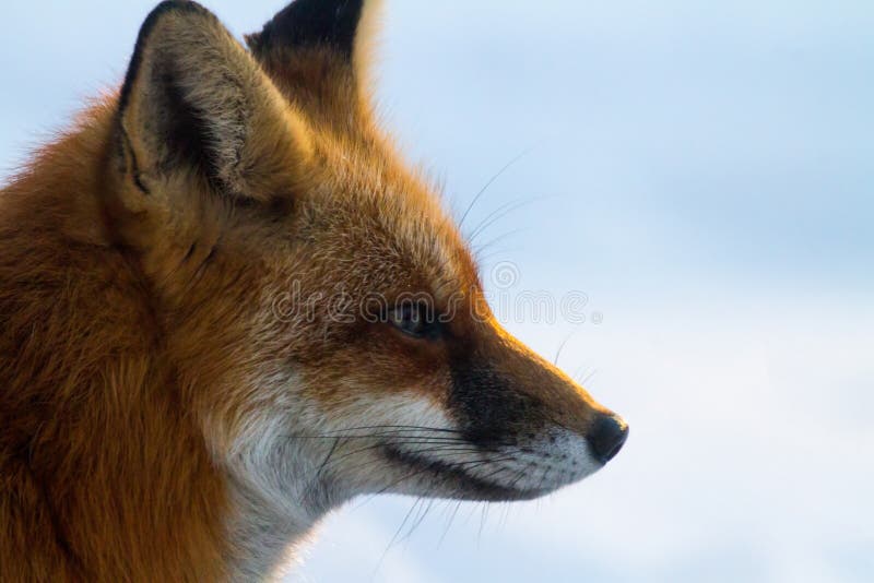 Red fox profile stock photo. Image of america, omega - 22935208