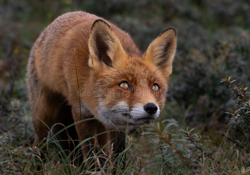Red Fox from a Protected Nature Area in the Netherlands. Stock Photo ...