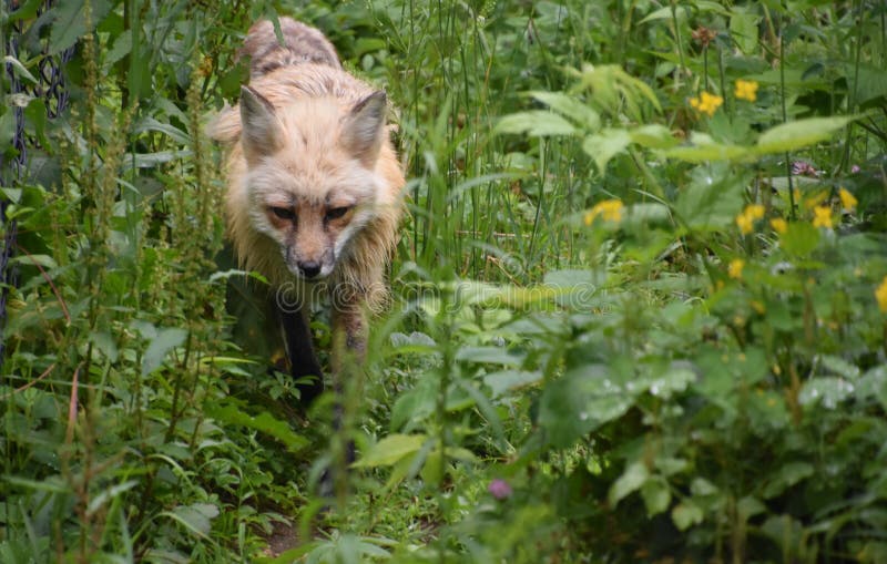 Red Fox Prowling Around in the Wild Stock Photo - Image of mammal ...