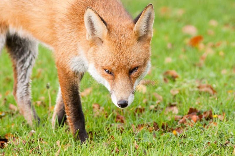 Red Fox Prowling in Autumn Fall Leaves Stock Image - Image of europe ...