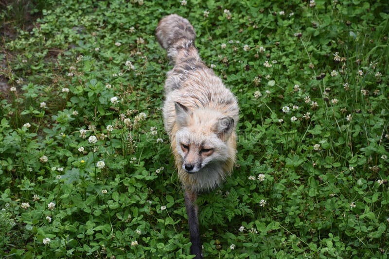 Red Fox Prowling through a Bunch of Clover Stock Image - Image of ...