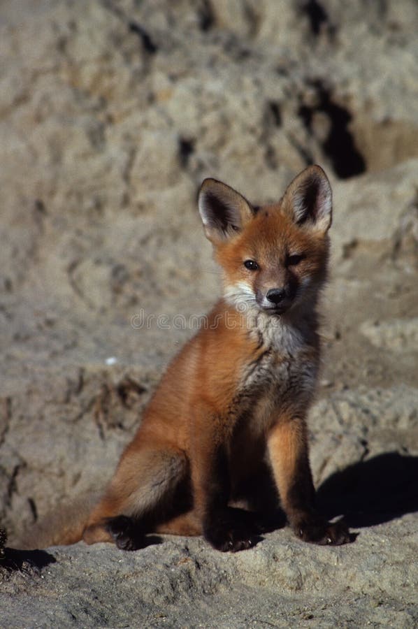 Red Fox Pup stock photo. Image of animal, young, foxes - 9011524