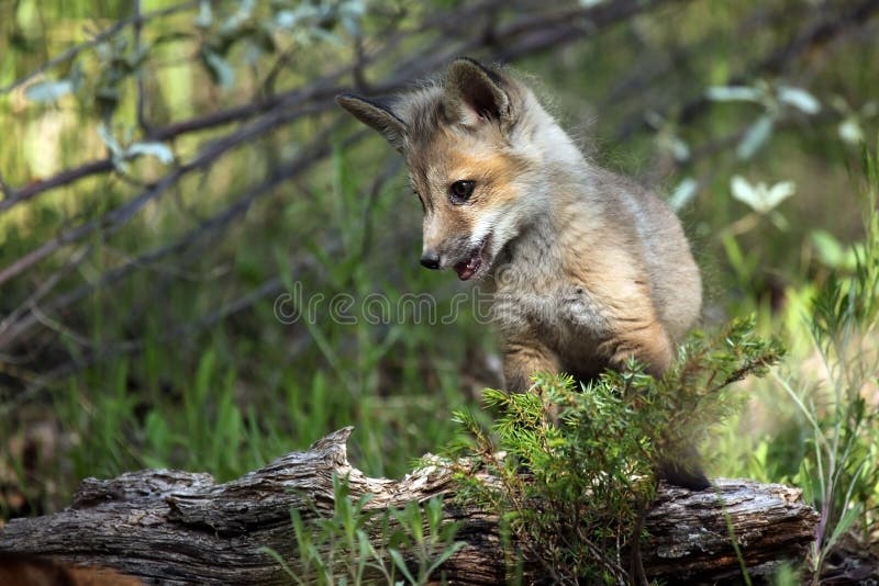 Red Fox Pup stock photo. Image of wildlife, animals, looking - 9947138