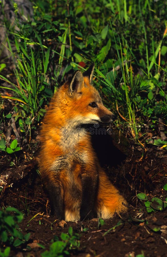 Red Fox Pup at Den stock image. Image of predator, young - 12066939