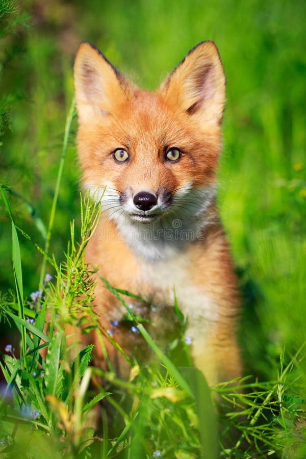 Red fox stock photo. Image of wild, summer, snout, nature - 42701764