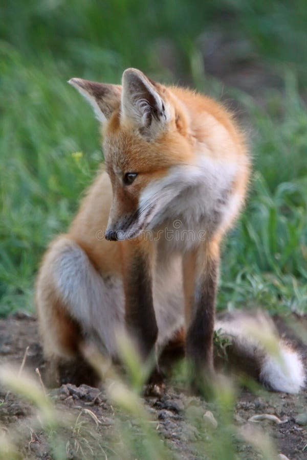 Red Fox Pup Outside Its Den Stock Photo - Image of fauna, carnivore ...