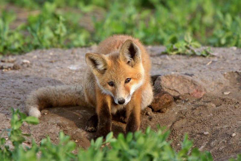 Fox Pups Stock Images - Download 110 Royalty Free Photos