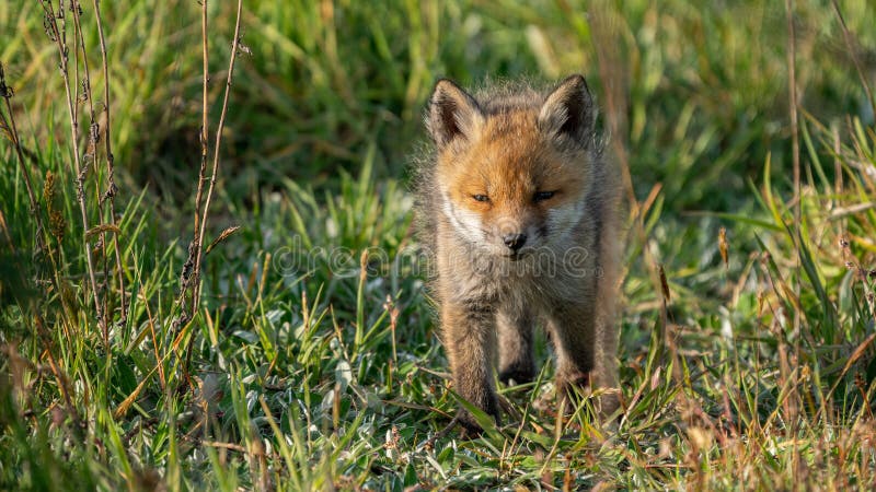 Red Fox Pup (Vulpes Vulpes) Hides in the Grass Stock Photo - Image of ...