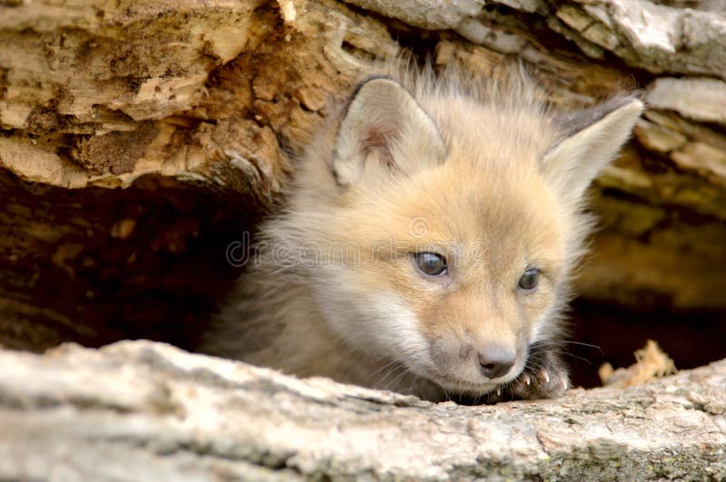 Red Fox Pup-Vulpes Vulpes-looking Camera Left Stock Image - Image of ...