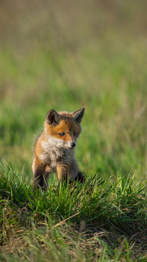 Red Fox Pup (Vulpes Vulpes) Watchful Cub Standing in a Meadow Stock ...