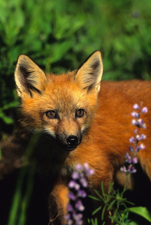 Red Fox Pup in Wildflowers stock image. Image of nature - 12245781