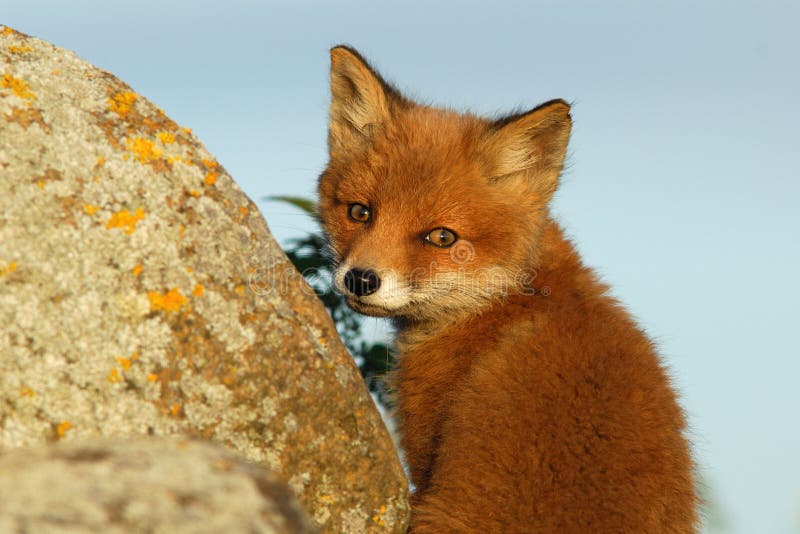 Red Fox Looking Back stock image. Image of mammal, foxes - 9152647