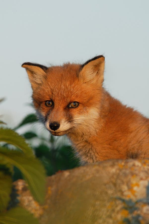 Red Fox Puppy in the Summer Evening Stock Photo - Image of evening ...