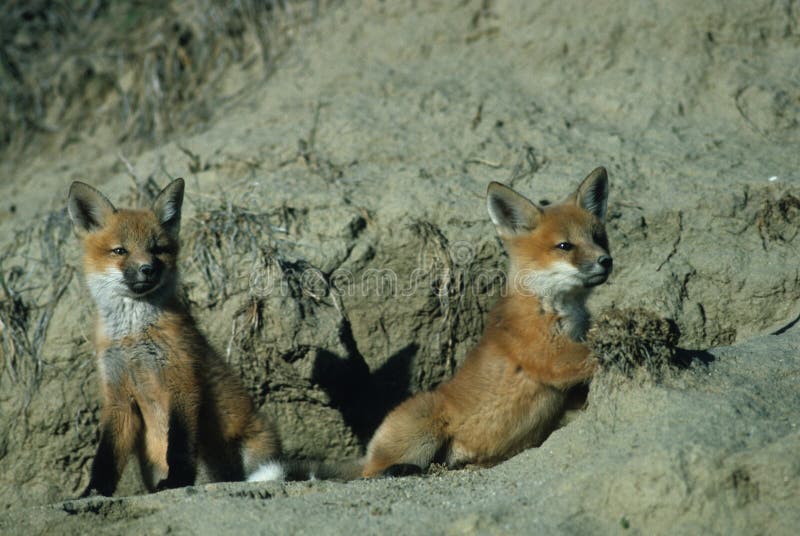 Red Fox Pups stock image. Image of outdoors, cute, young - 9021701