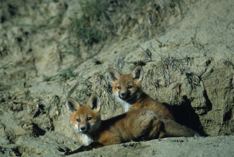 Red Fox Pups stock image. Image of nature, animal, canine - 9021719