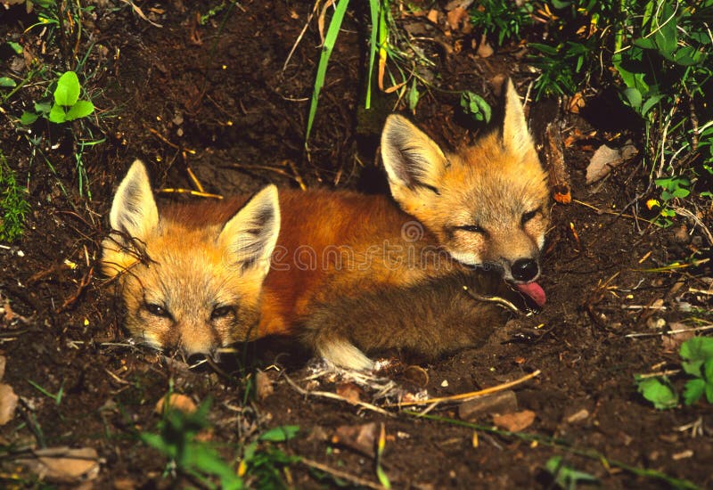 Red Fox Pups at Den stock image. Image of foxes, cute - 10542341
