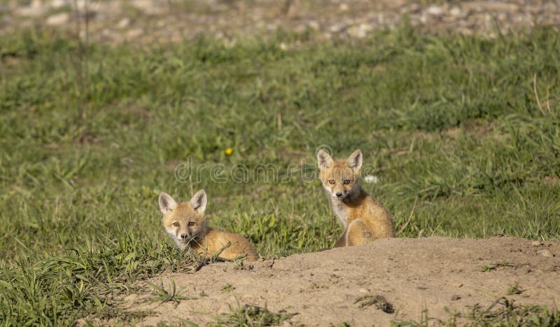 Red Fox Pups at a Den in Springtime in Wyoming Stock Image - Image of ...