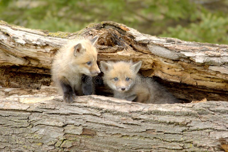 Red Fox Pup-Vulpes Vulpes-looking Camera Left Stock Image - Image of ...