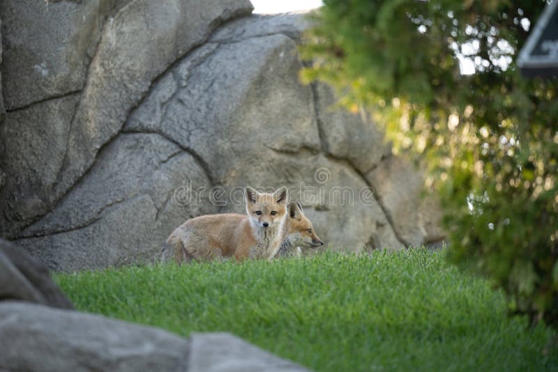 Red Fox Pups Explore the Park on a Sunny Day Stock Image - Image of ...