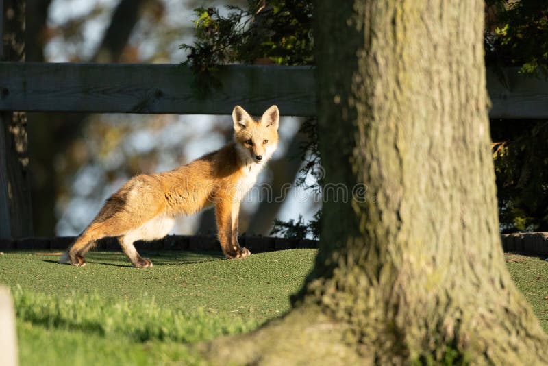 Red Fox Pups Explore the Park on a Sunny Day Stock Image - Image of ...