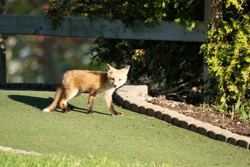 Red Fox Pups Explore the Park on a Sunny Day Stock Image - Image of ...