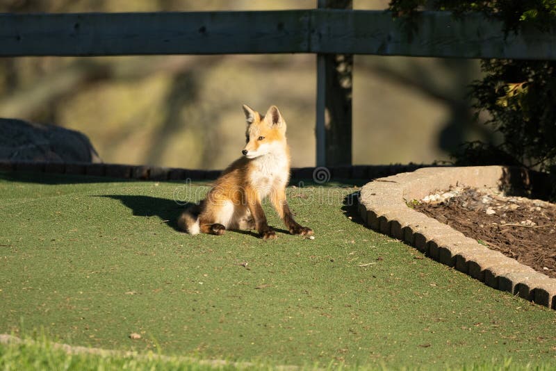 Red Fox Pups Explore the Park on a Sunny Day Stock Image - Image of ...