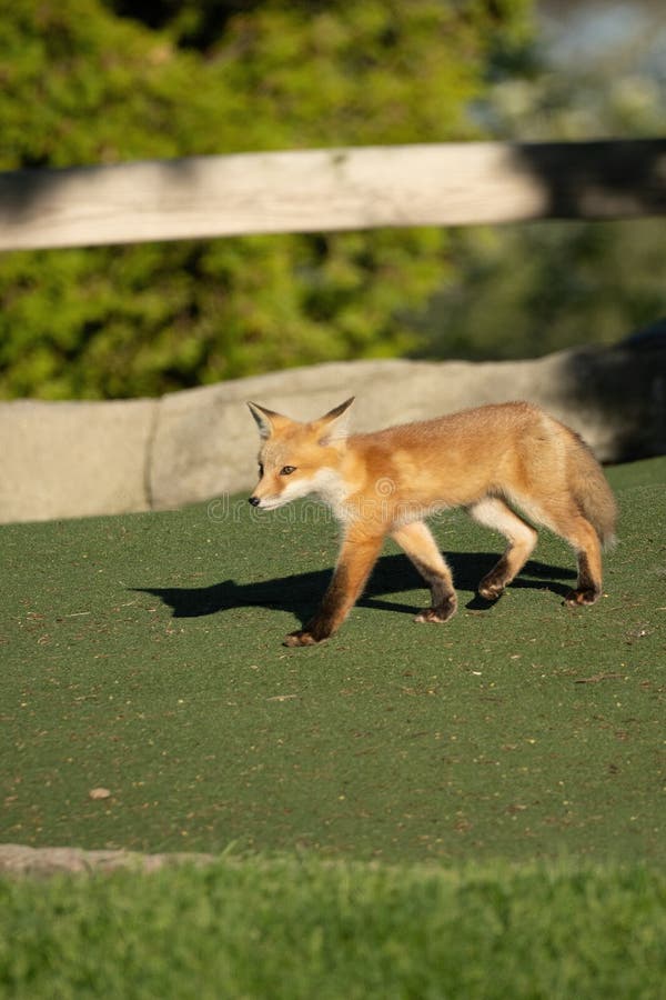 Red Fox Pups Explore the Park on a Sunny Day Stock Photo - Image of ...