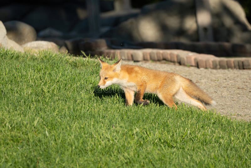 Red Fox Pups Explore the Park on a Sunny Day Stock Image - Image of ...