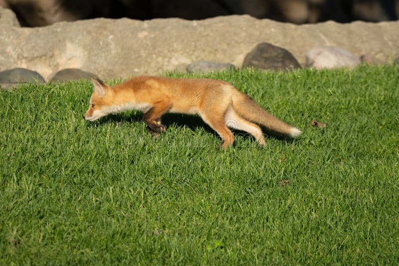 Red Fox Pups Explore the Park on a Sunny Day Stock Image - Image of ...