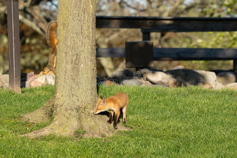 Red Fox Pups Explore the Park on a Sunny Day Stock Image - Image of ...