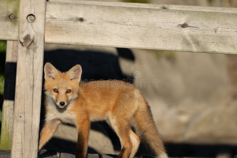 Red Fox Pups Explore the Park on a Sunny Day Stock Photo - Image of ...