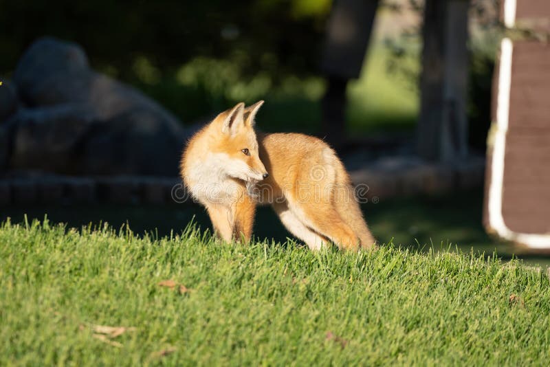 Red Fox Pups Explore the Park on a Sunny Day Stock Photo - Image of ...