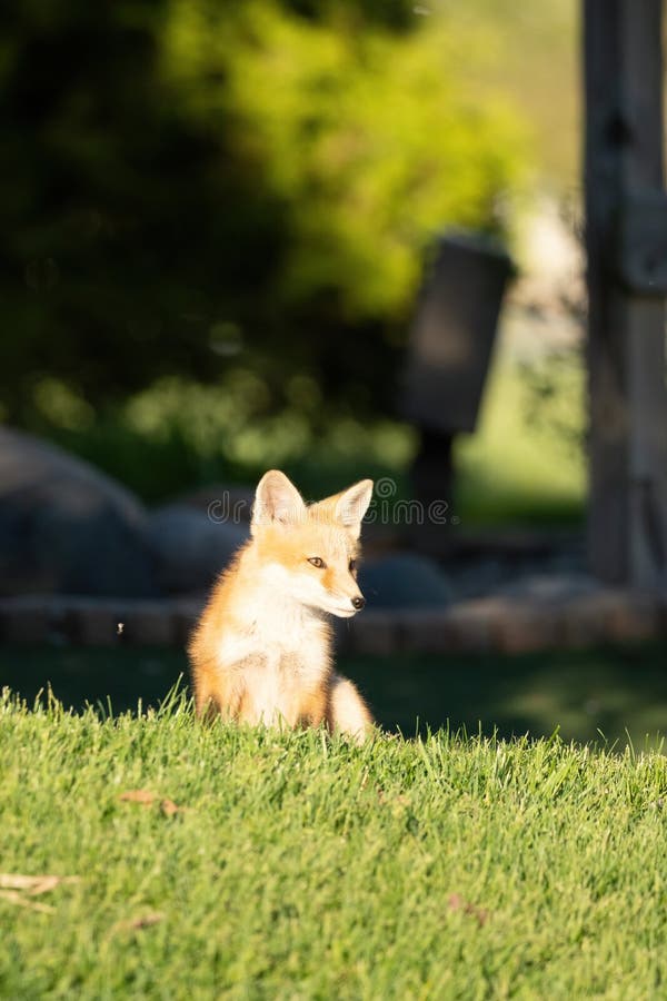 Red Fox Pups Explore the Park on a Sunny Day Stock Photo - Image of ...