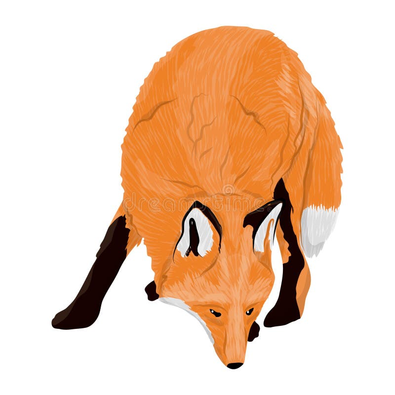 The red fox. stock vector. Illustration of design, cartoon - 311089134