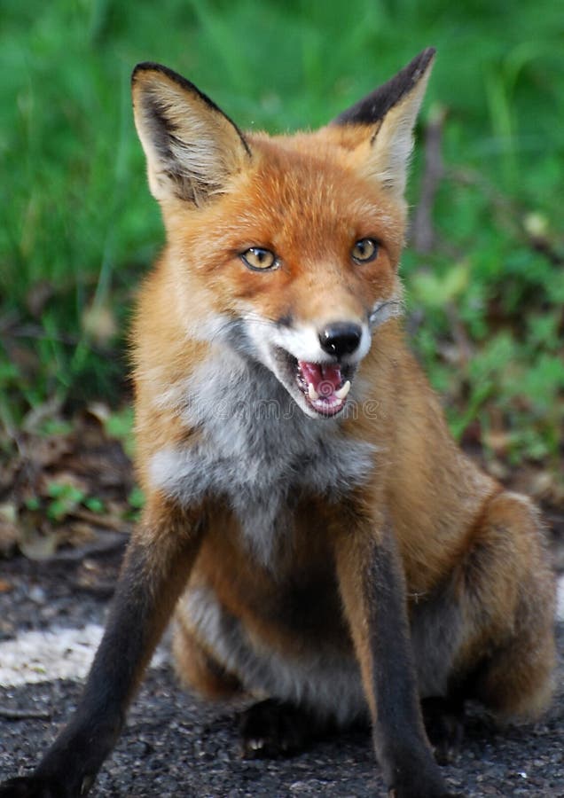 Red Fox stock photo. Image of wildlife, europe, family - 99370148