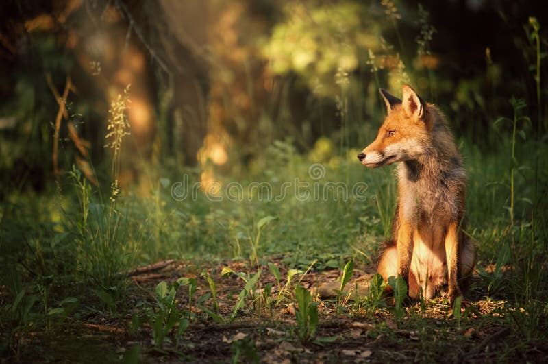 Red fox stock image. Image of nature, forest, predator - 123379279