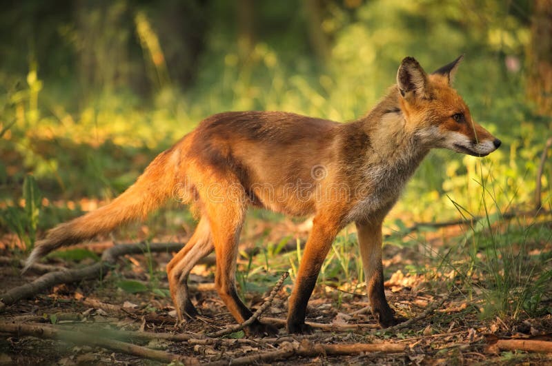 Red fox stock photo. Image of summer, scene, forest - 123379576