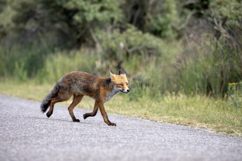 Red fox stock image. Image of portrait, walking, outdoors - 124539049