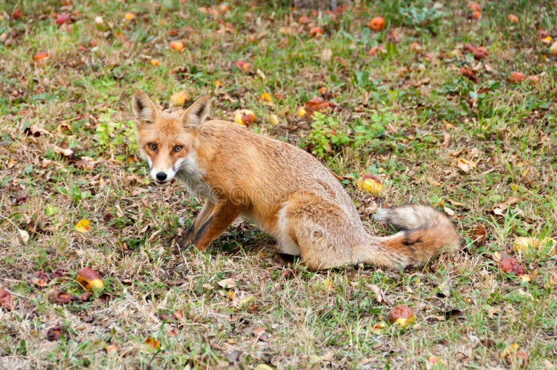 Red Fox stock image. Image of outdoors, nature, mammal - 100492933