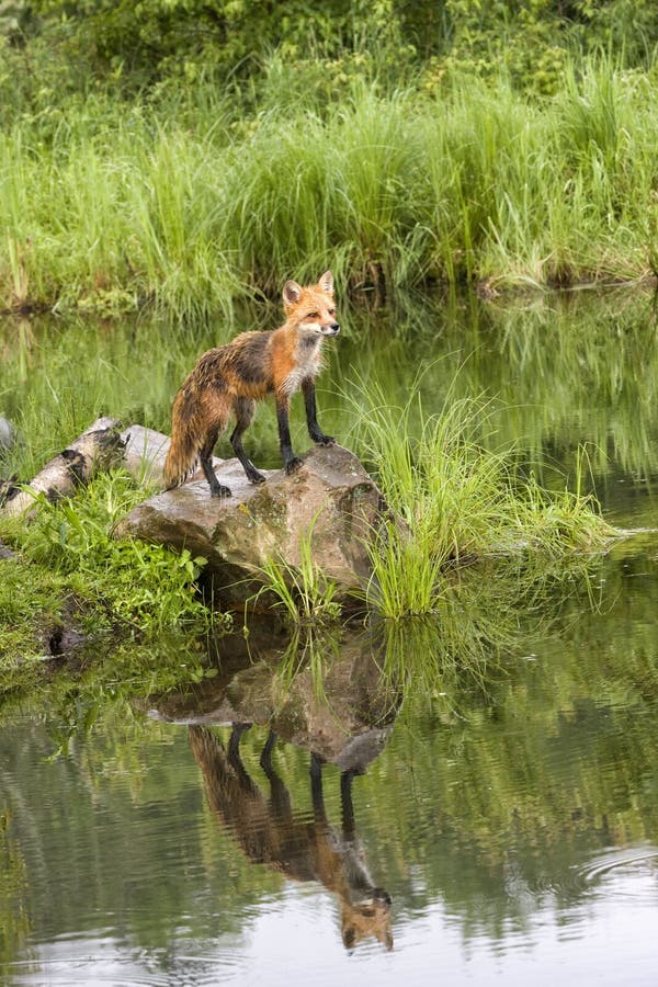 Red Fox Reflection stock photo. Image of white, mammal - 33065732