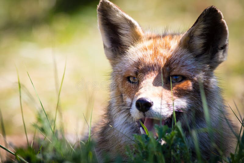 Red fox relaxing in grass stock photo. Image of furry - 93154382