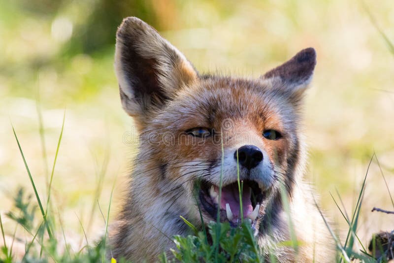 Red fox relaxing in grass stock photo. Image of natural - 93154384