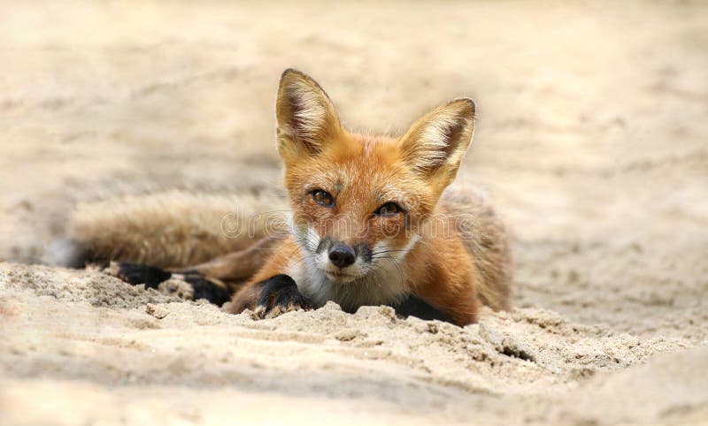 Red fox resting on a beach stock photo. Image of animal - 283621016