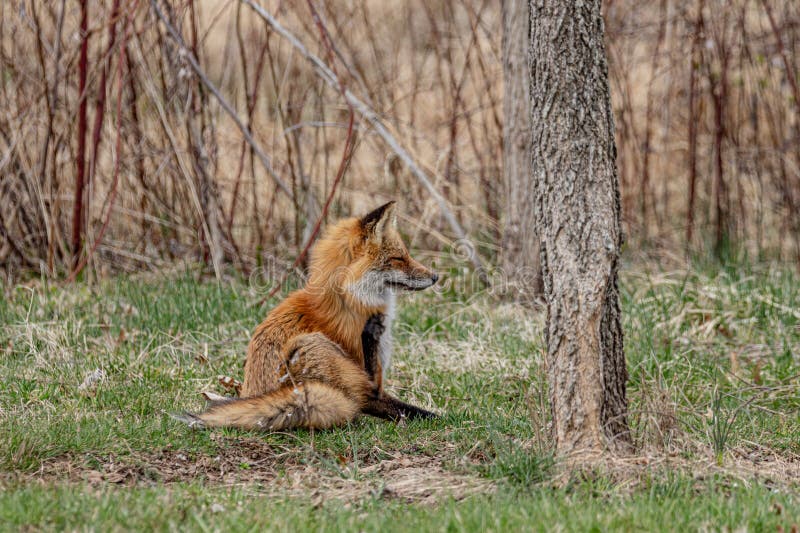 A Red Fox Sitting Under a Tree on a Green Field Stock Photo - Image of ...