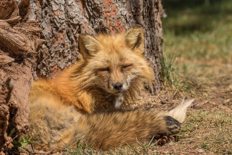 Red Fox Resting stock image. Image of nature, mammal - 96756069