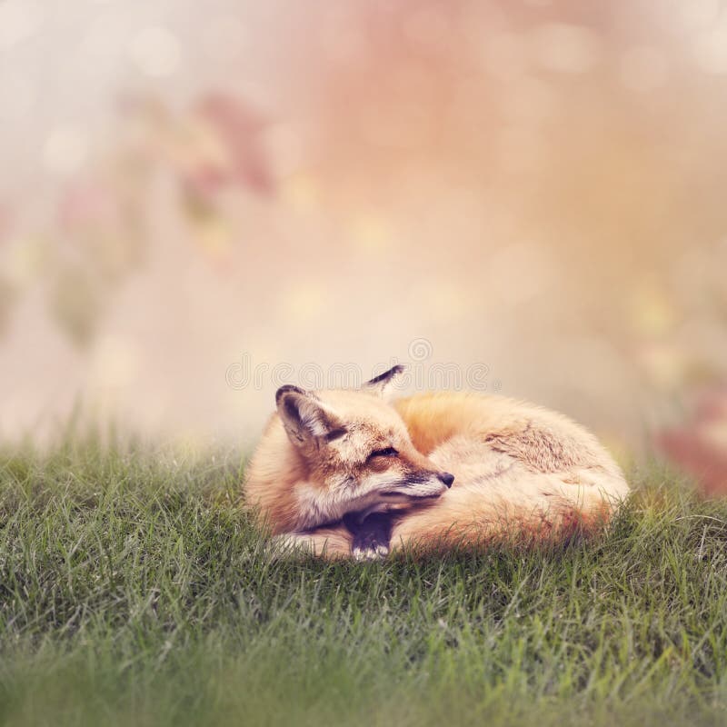Red Fox Resting in the Grass Stock Image - Image of furry, wallpaper ...