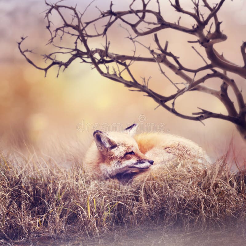 Red Fox Resting in the Grass Stock Photo - Image of grass, wild: 152883828