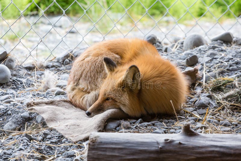 Red Fox Resting stock photo. Image of head, sleeping - 77125568