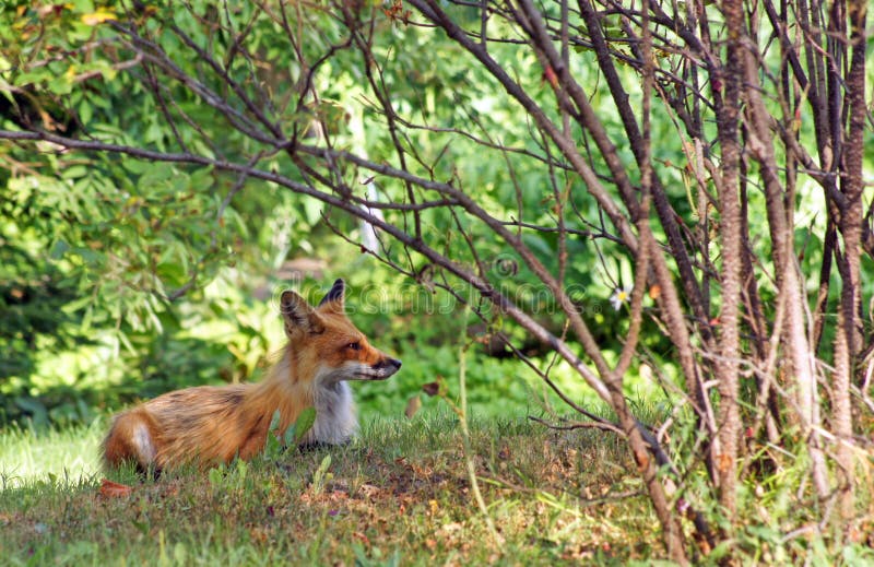 Red Fox Rests Woods Stock Photos - Free & Royalty-Free Stock Photos ...